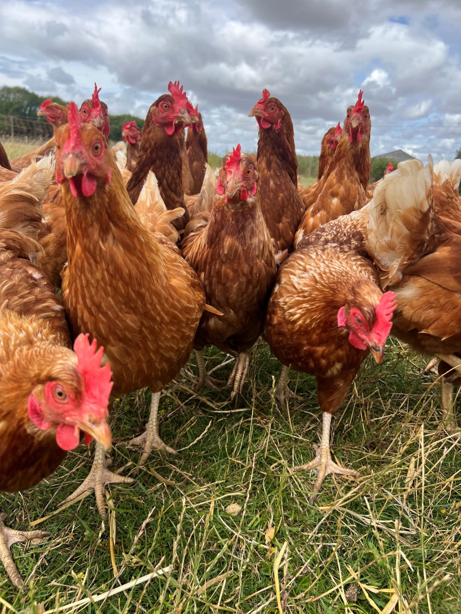 Out and About… Bag End Farm – The Listing Magazine